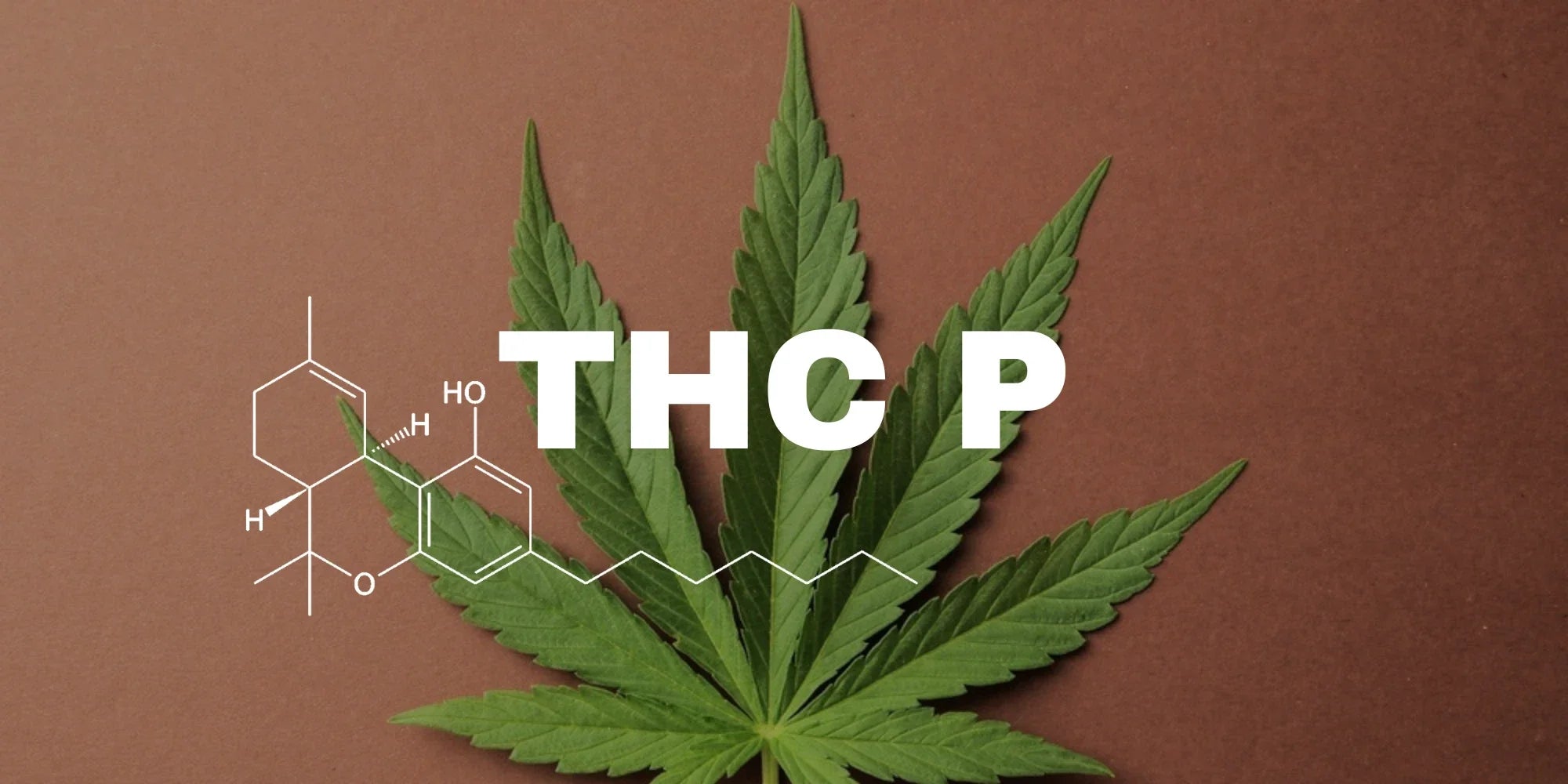 THCP: The effects, benefits and dangers to know